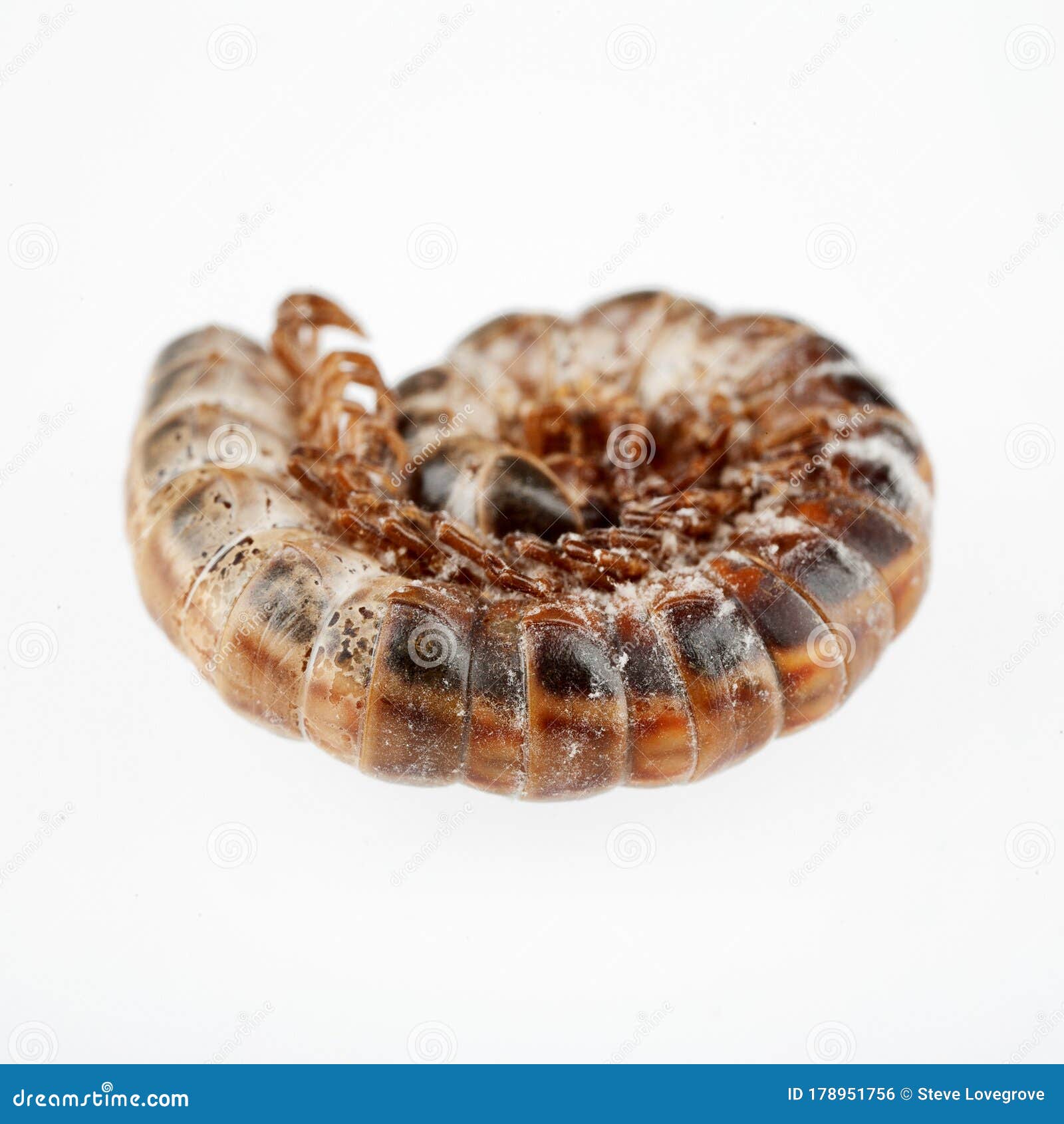 Curled up Millipede Insect stock photo. Image of nature - 178951756