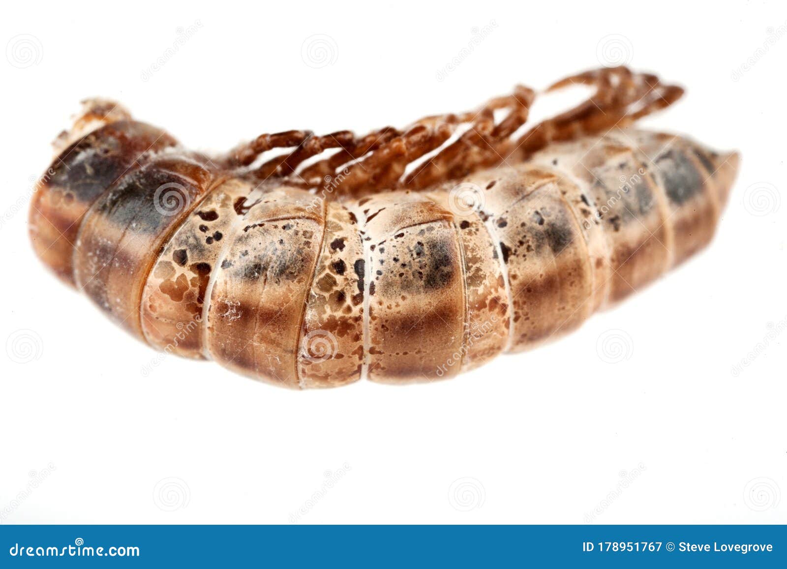 Curled up Millipede Insect stock image. Image of curled - 178951767