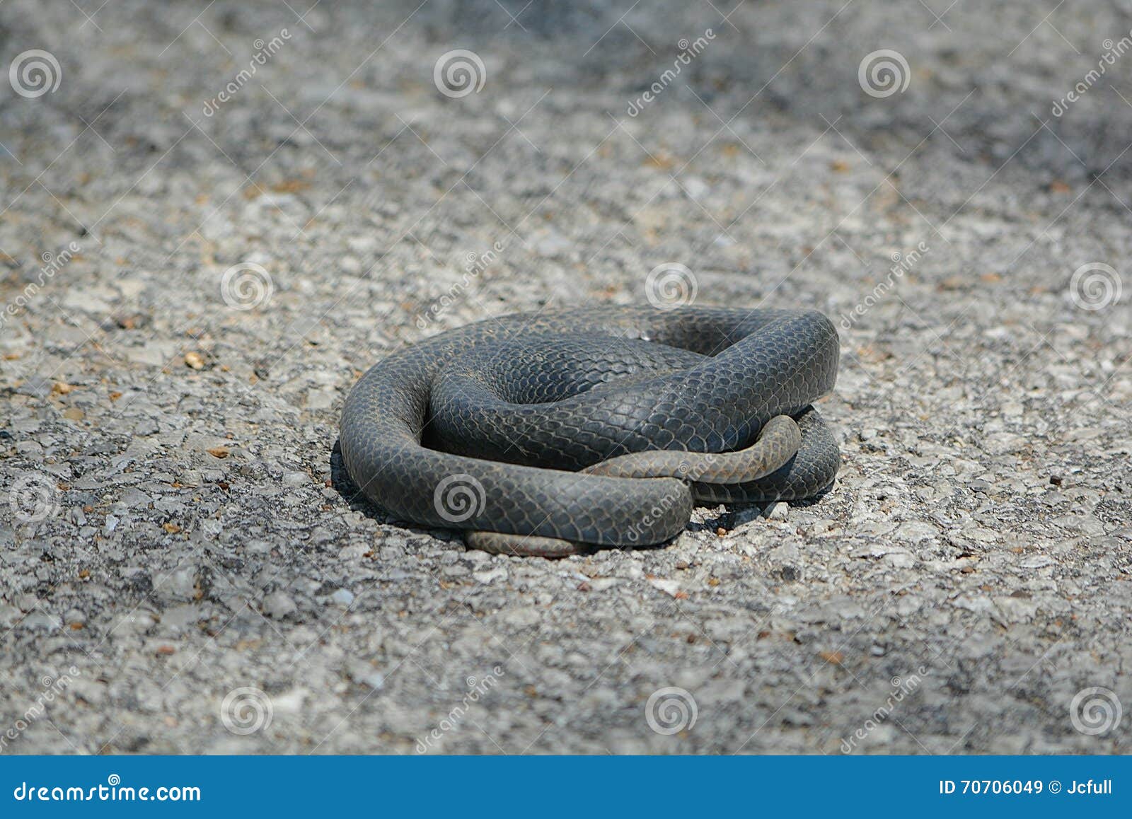 Snake stock image. Image of road, snake, curled, fear - 70706049