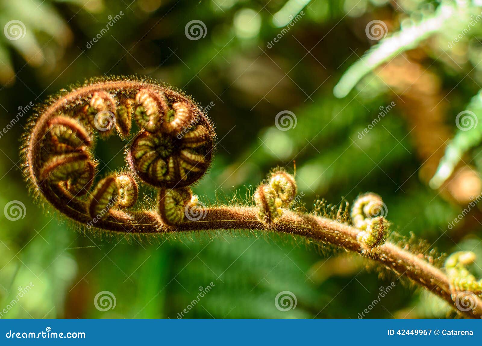 Curled Young Leaf of Fern. Close-up Stock Image - Image of curl, curve ...