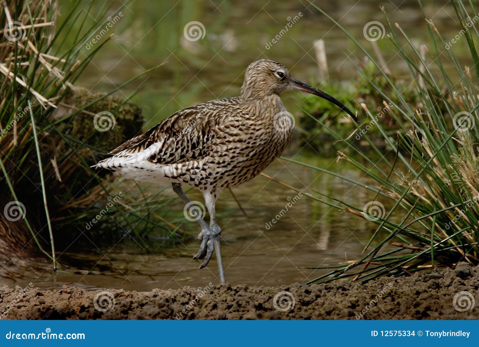 Curlew stock photo. Image of arquata, england, curlew - 12575334