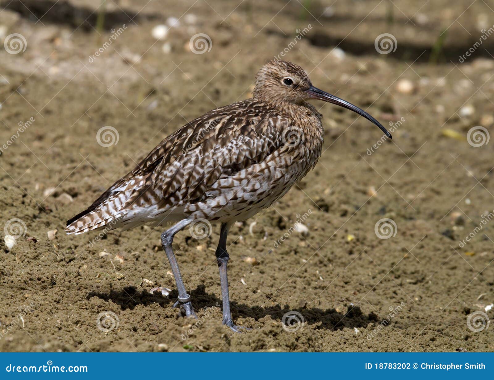 Curlew stock photo. Image of curlew, wildlife, shorebird - 18783202
