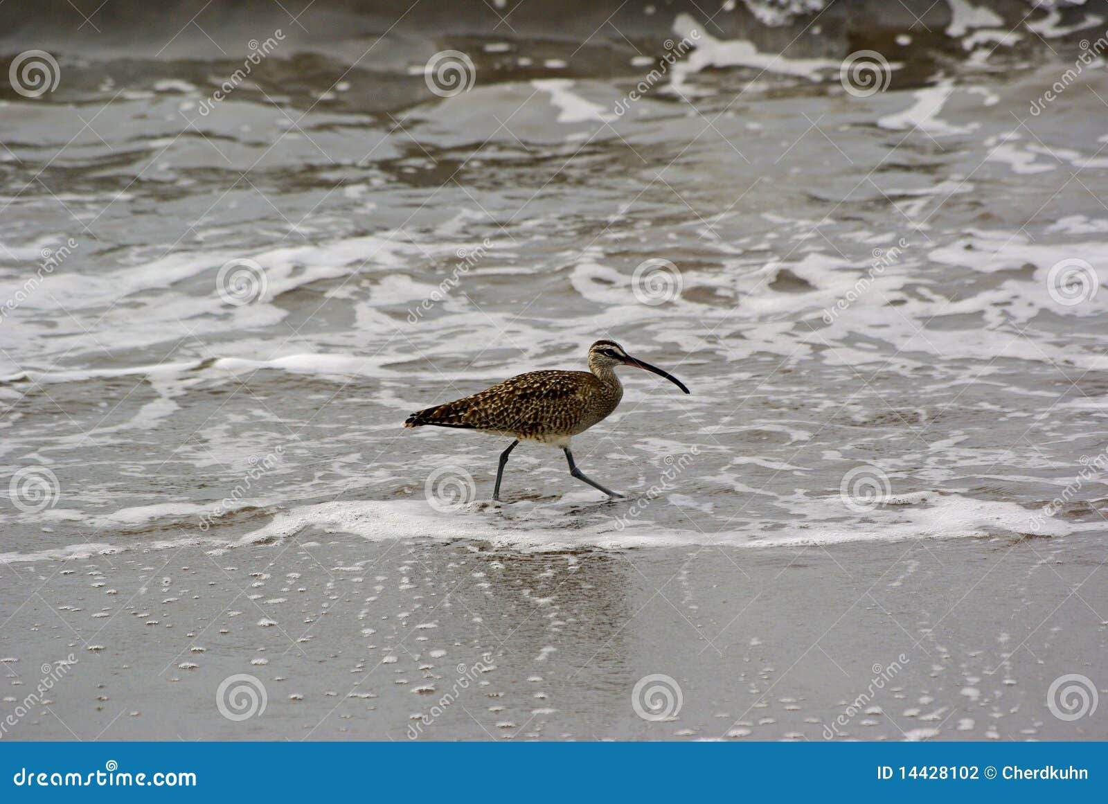 Curlew on beach stock photo. Image of bird, tide, birding - 14428102