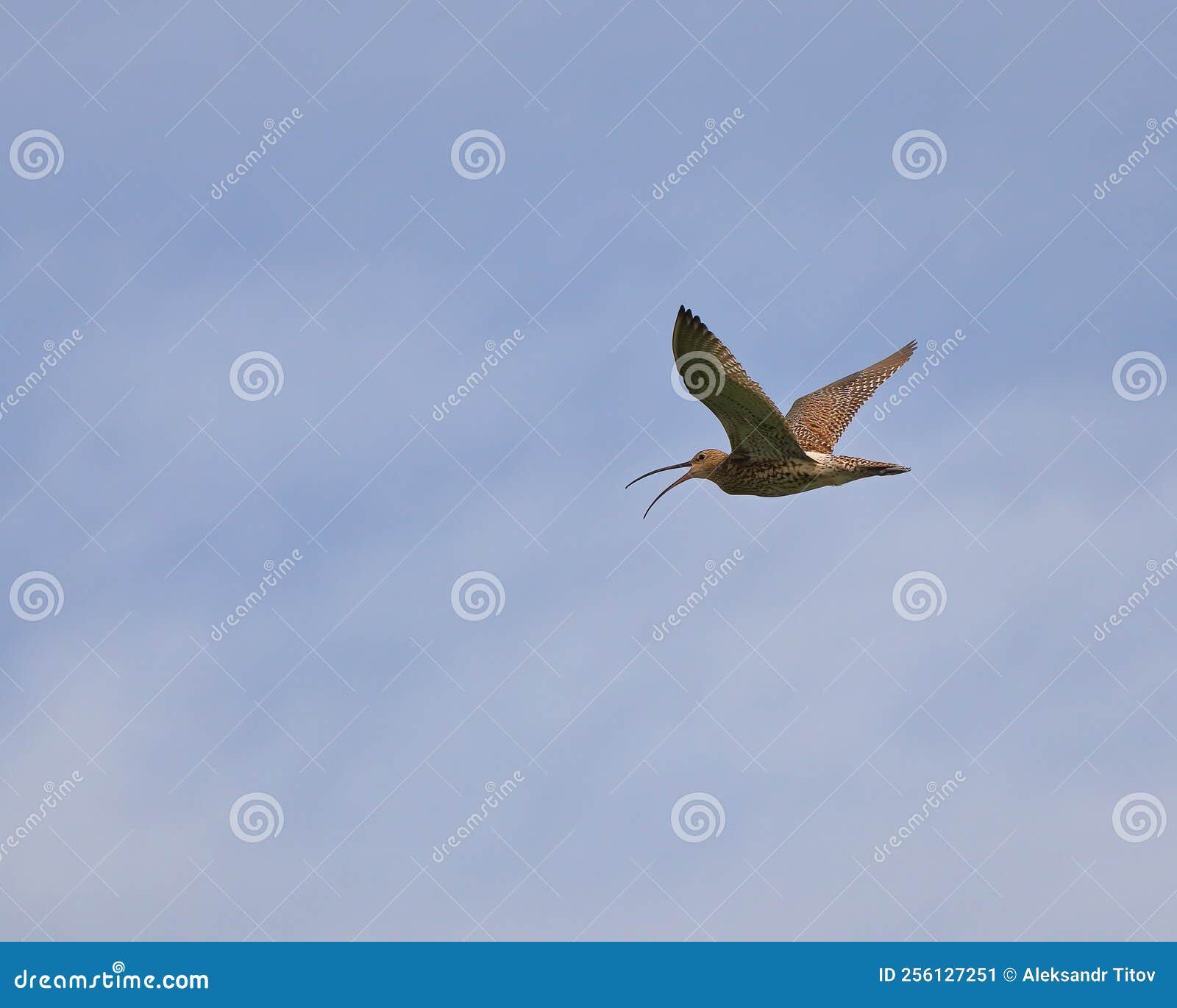 Curlew Bird in Flight Against the Sky Stock Image - Image of river ...