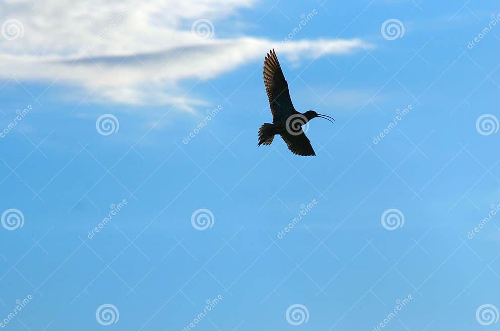 Curlew fly stock photo. Image of tail, bird, silhouette - 32773752