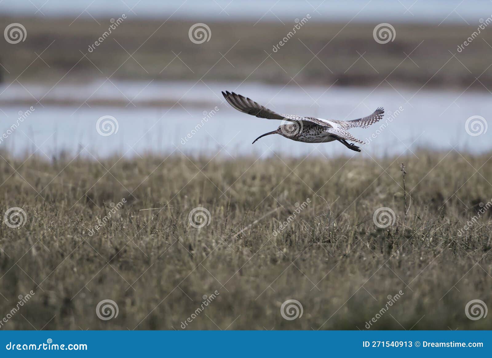 Curlew Flying Over the Bank Stock Image - Image of pursuit, wilderness ...