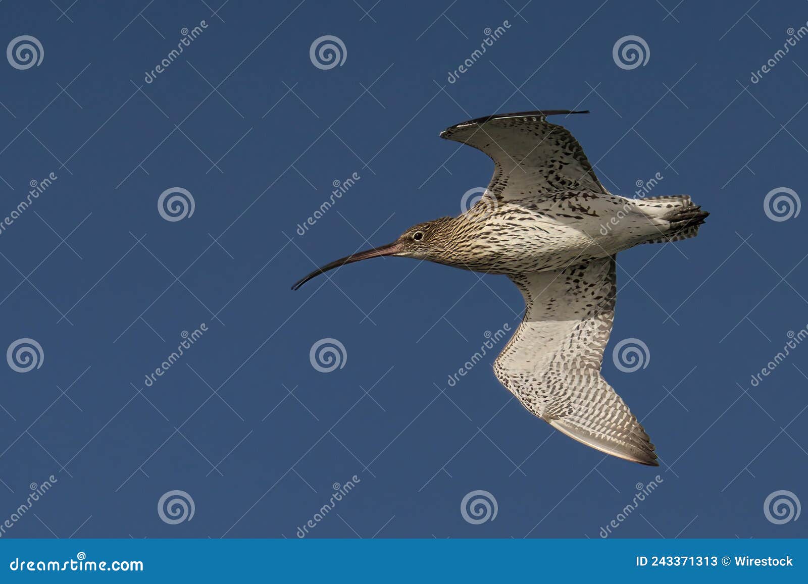 Curlew flying in the sky stock image. Image of white - 243371313
