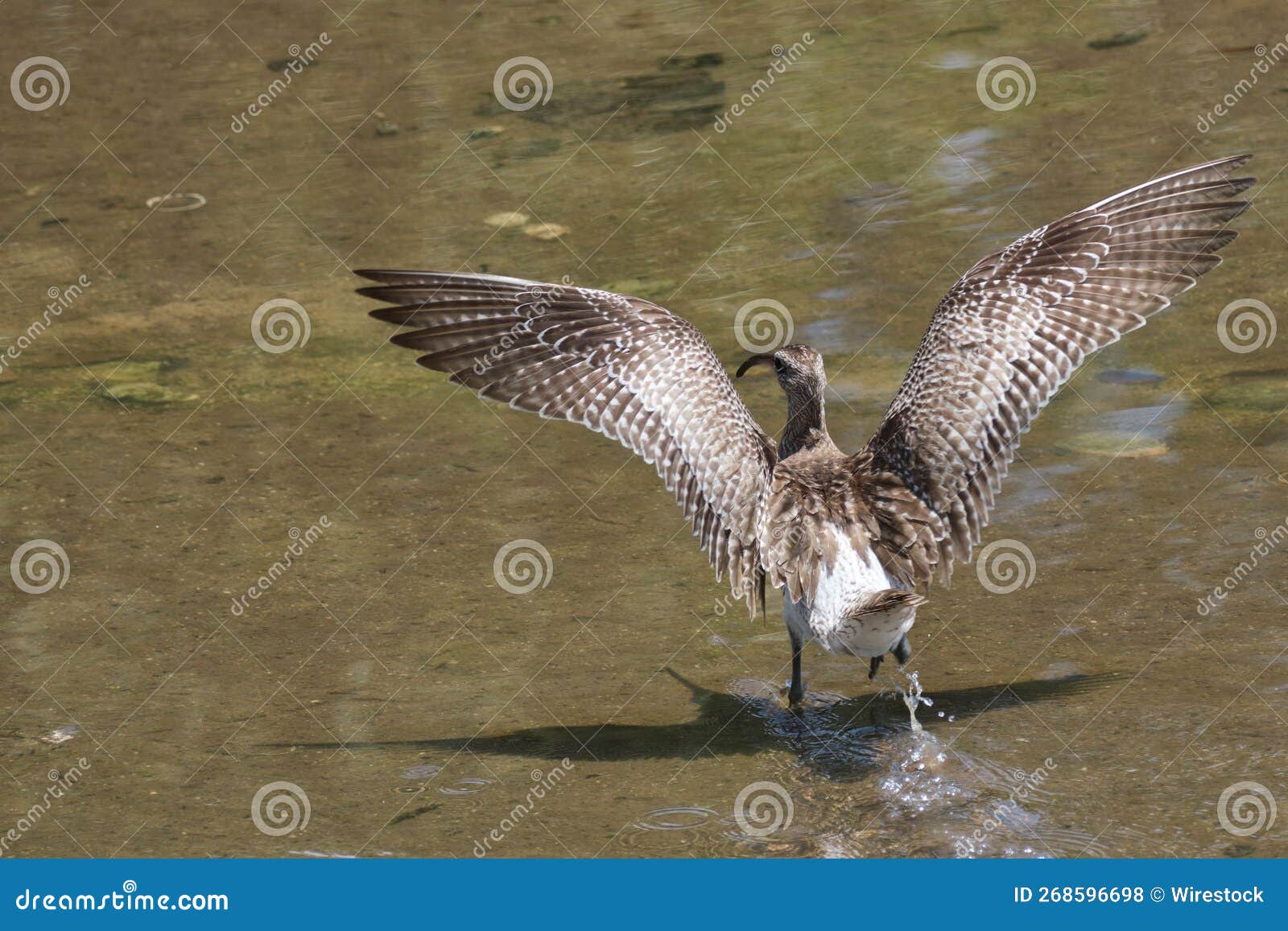 Curlew with Open Wings in Water Stock Photo - Image of wild, perching ...