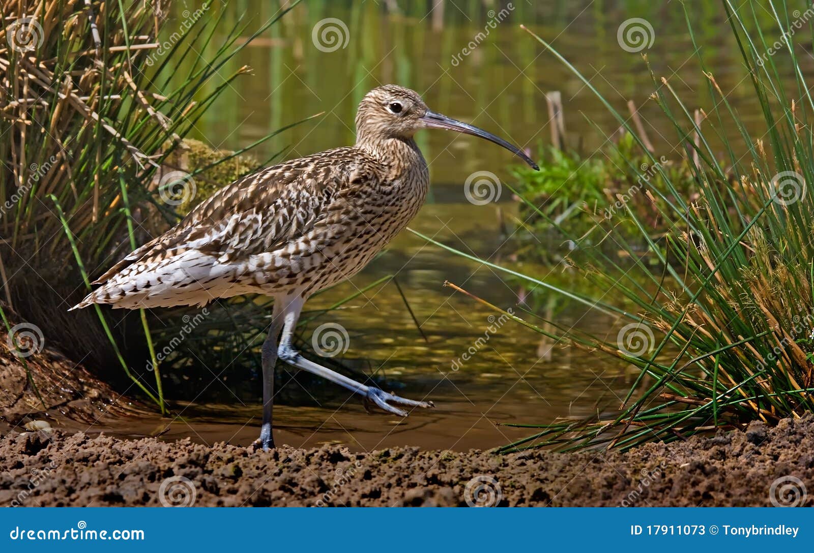 Curlew by the Pool stock image. Image of pool, wader - 17911073