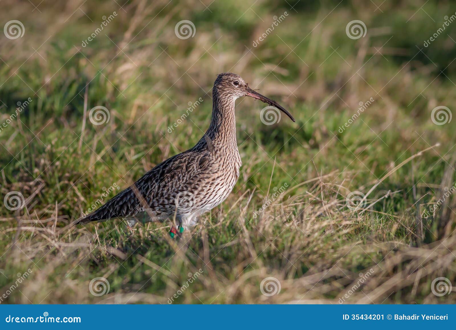 Curlew stock image. Image of habitat, beak, marsh, feather - 35434201