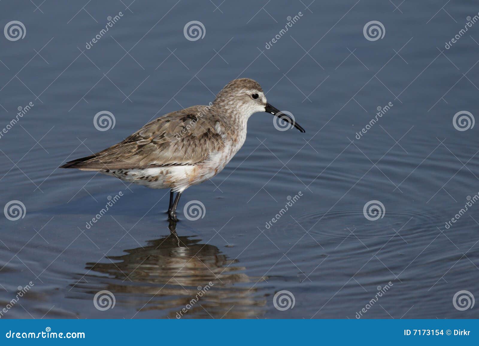 Curlew Sandpiper stock photo. Image of coast, wildlife - 7173154