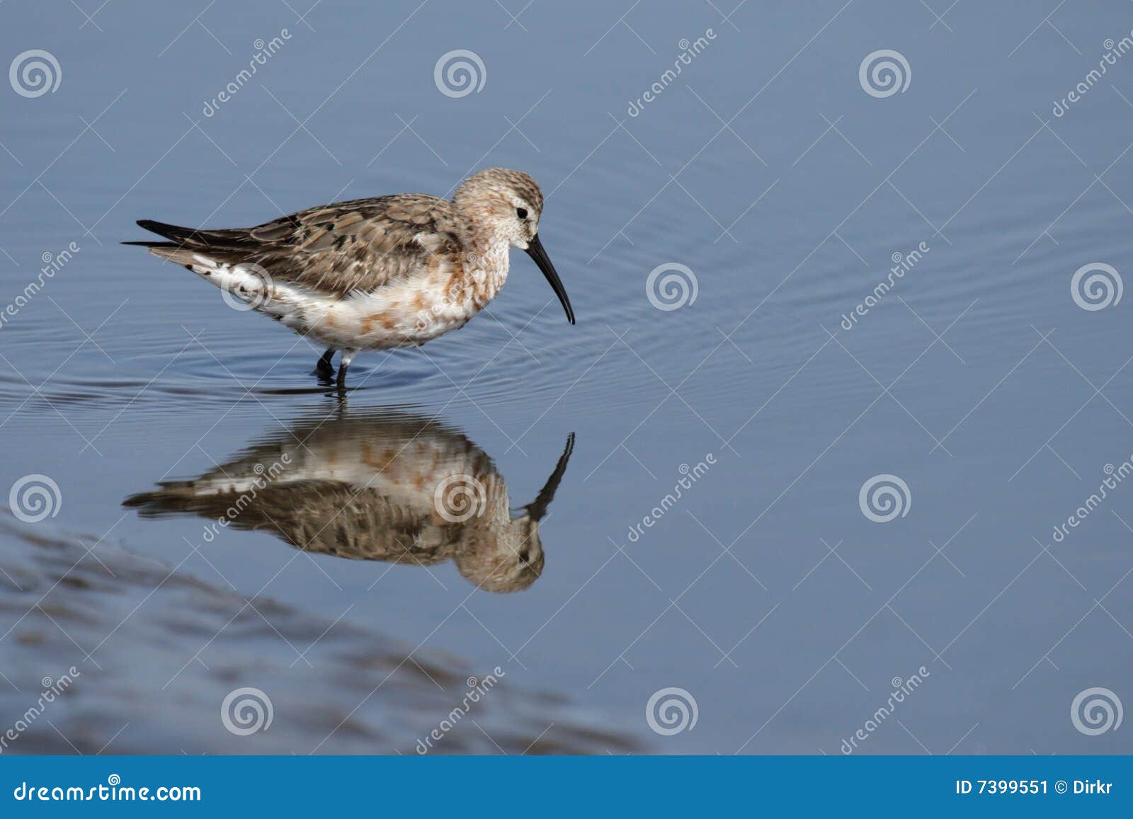 Curlew Sandpiper stock image. Image of curlew, food, namibia - 7399551