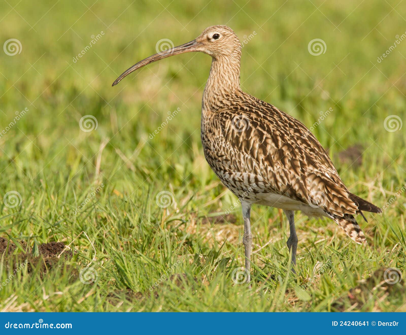 Curlew Sitting in the Field Stock Image - Image of undomesticated, bird ...