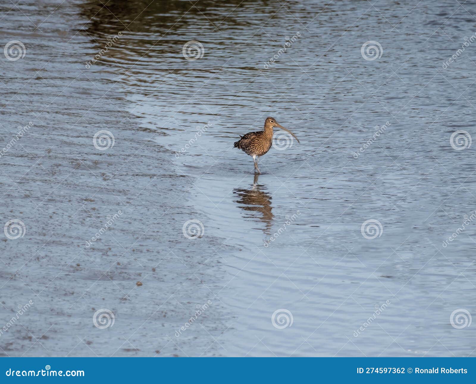 Curlew, Wading Bird Feeding In Estuary. Stock Image | CartoonDealer.com ...