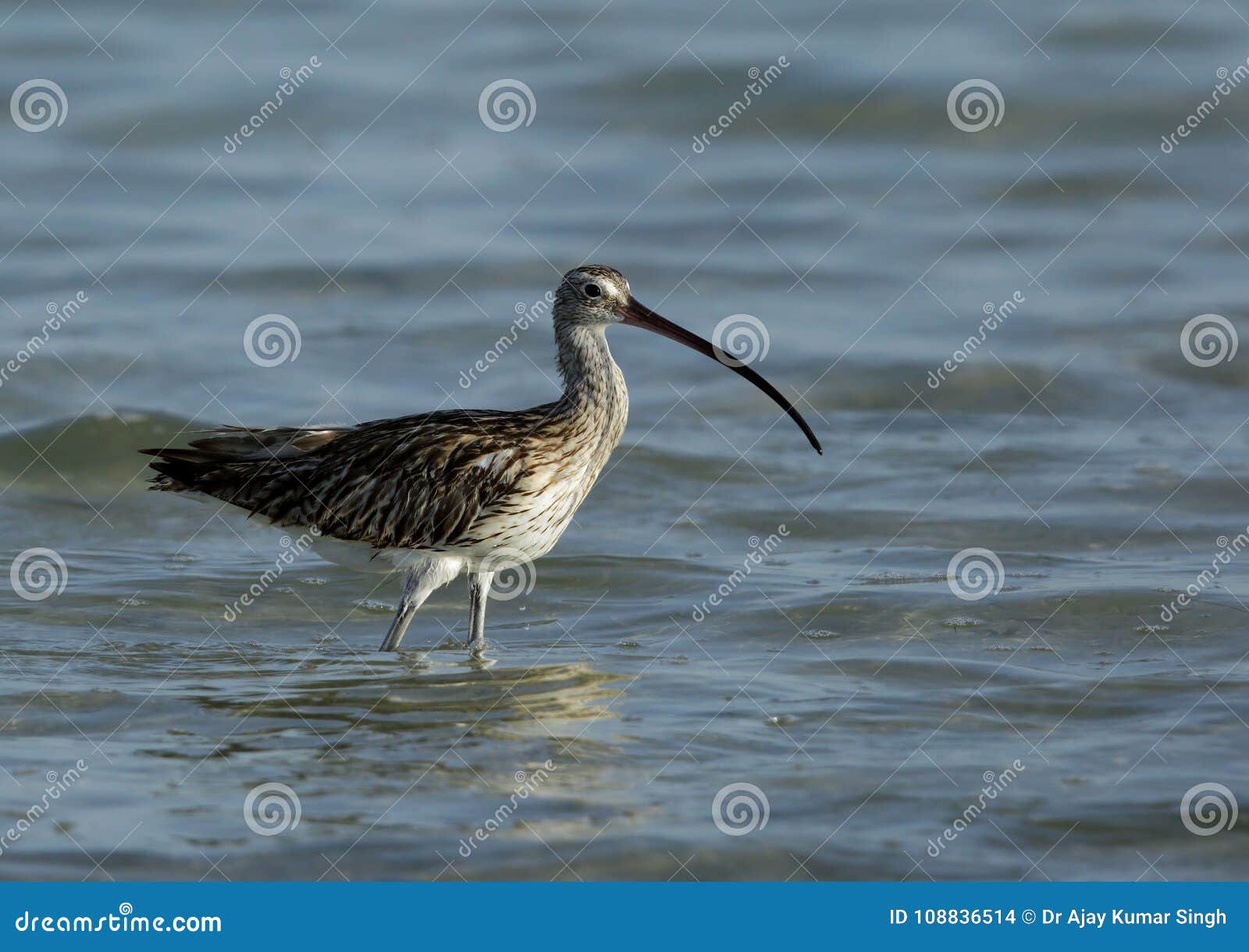 Eurasian curlew stock photo. Image of feet, animal, forest - 108836514