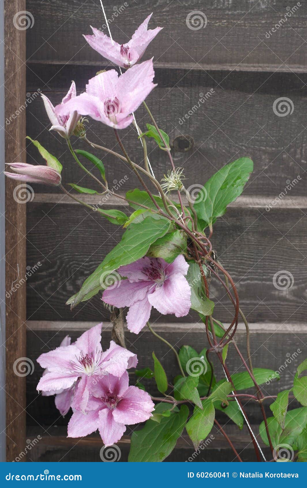 Curling Flowers of Clematis Plants Stock Image - Image of summer ...