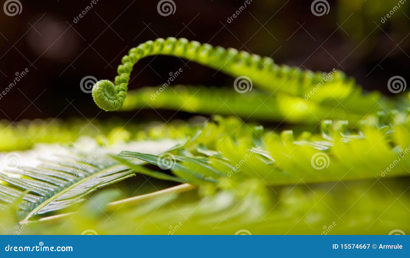 Curling Green Leaf stock image. Image of tropical, green - 15574667