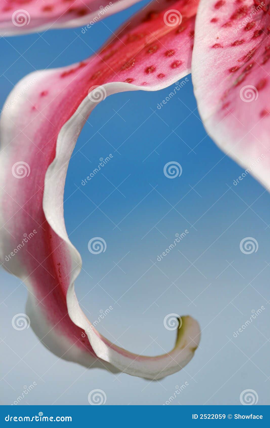 Curling petal stock image. Image of colourful, nature - 2522059
