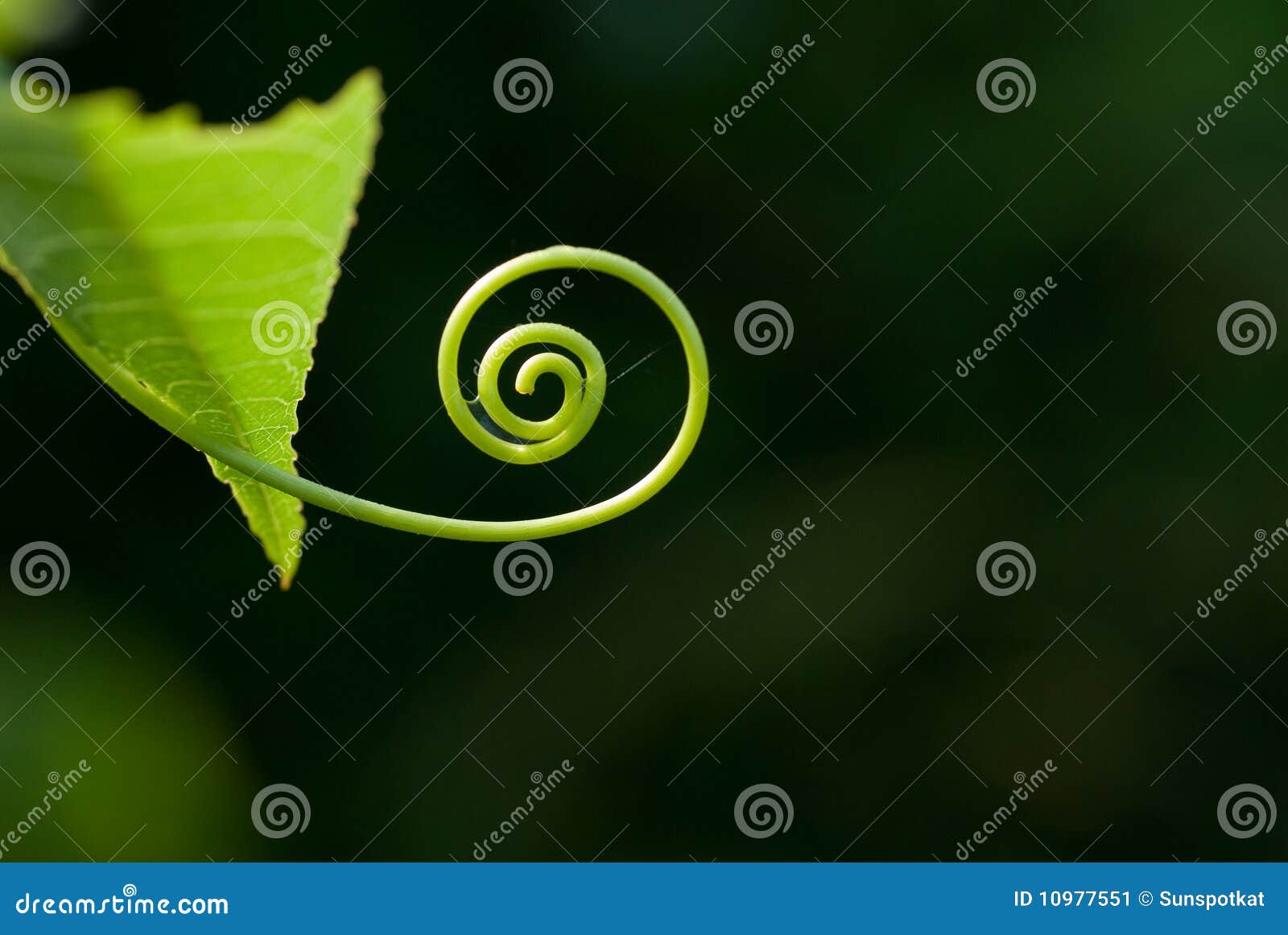 Curling Vine stock image. Image of spiral, nature, vine - 10977551