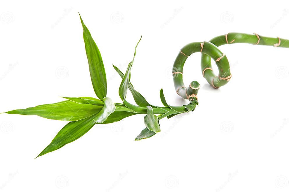 Curly bamboo stock photo. Image of isolated, plant, curly - 22414582