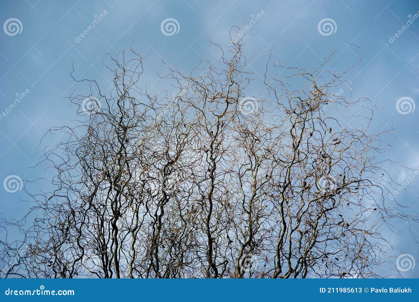 Curved Branches Against the Blue Spring Sky. Corylus Avellana Contorta ...