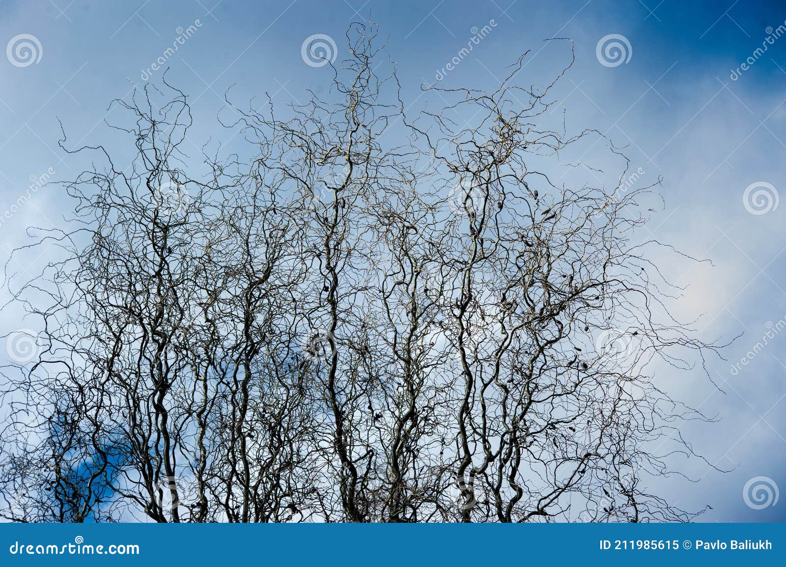 Curly Bare Curved Branches Against the Blue Spring Sky. Corylus ...