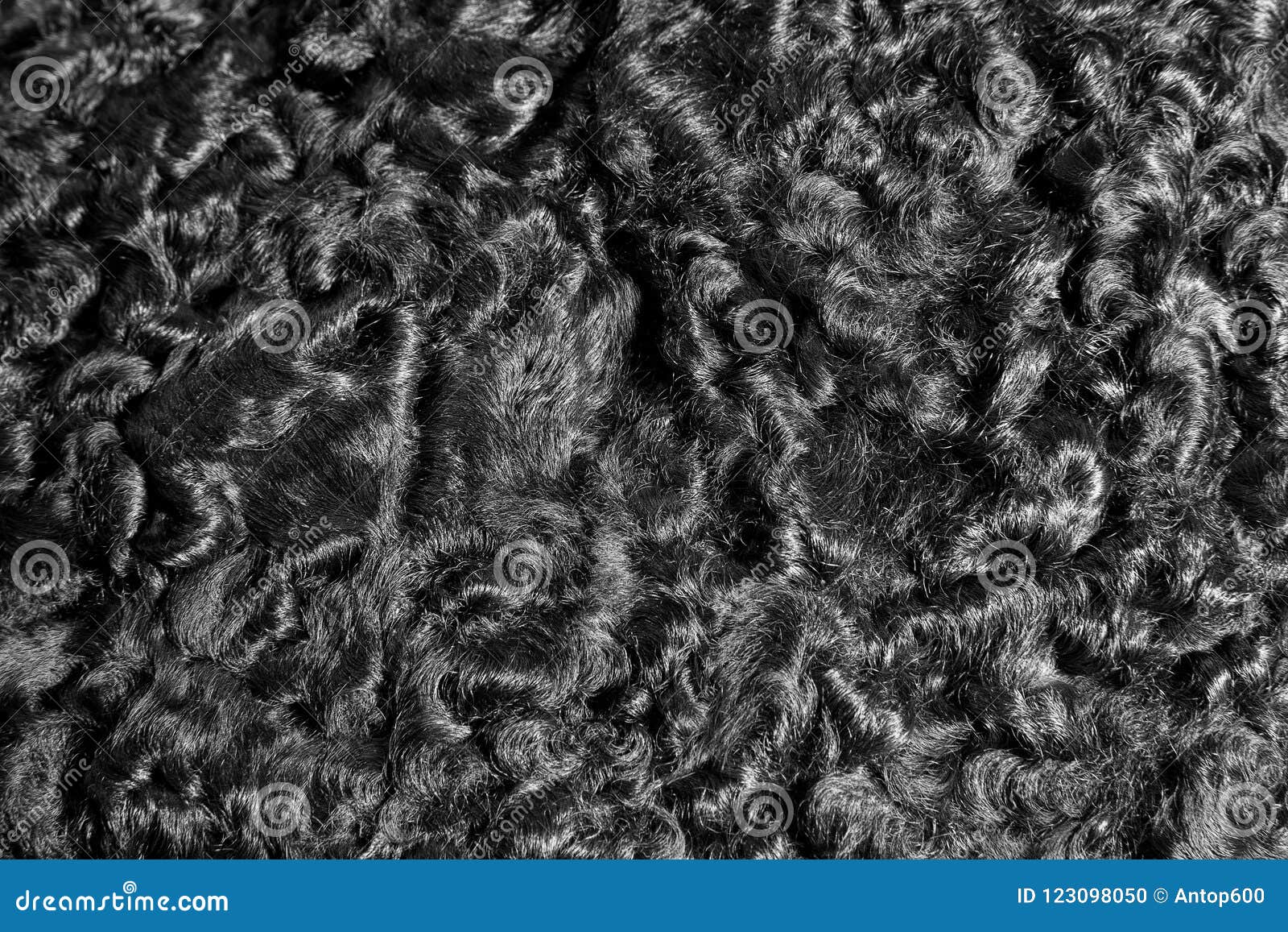 Curly Black Fur Texture or Background Stock Photo - Image of design ...