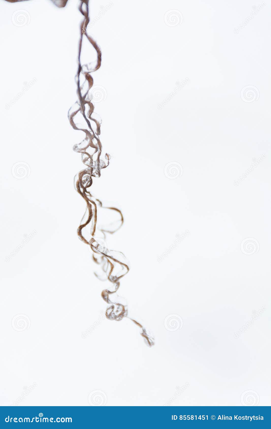 Curly branch in ice stock image. Image of cold, frozen - 85581451