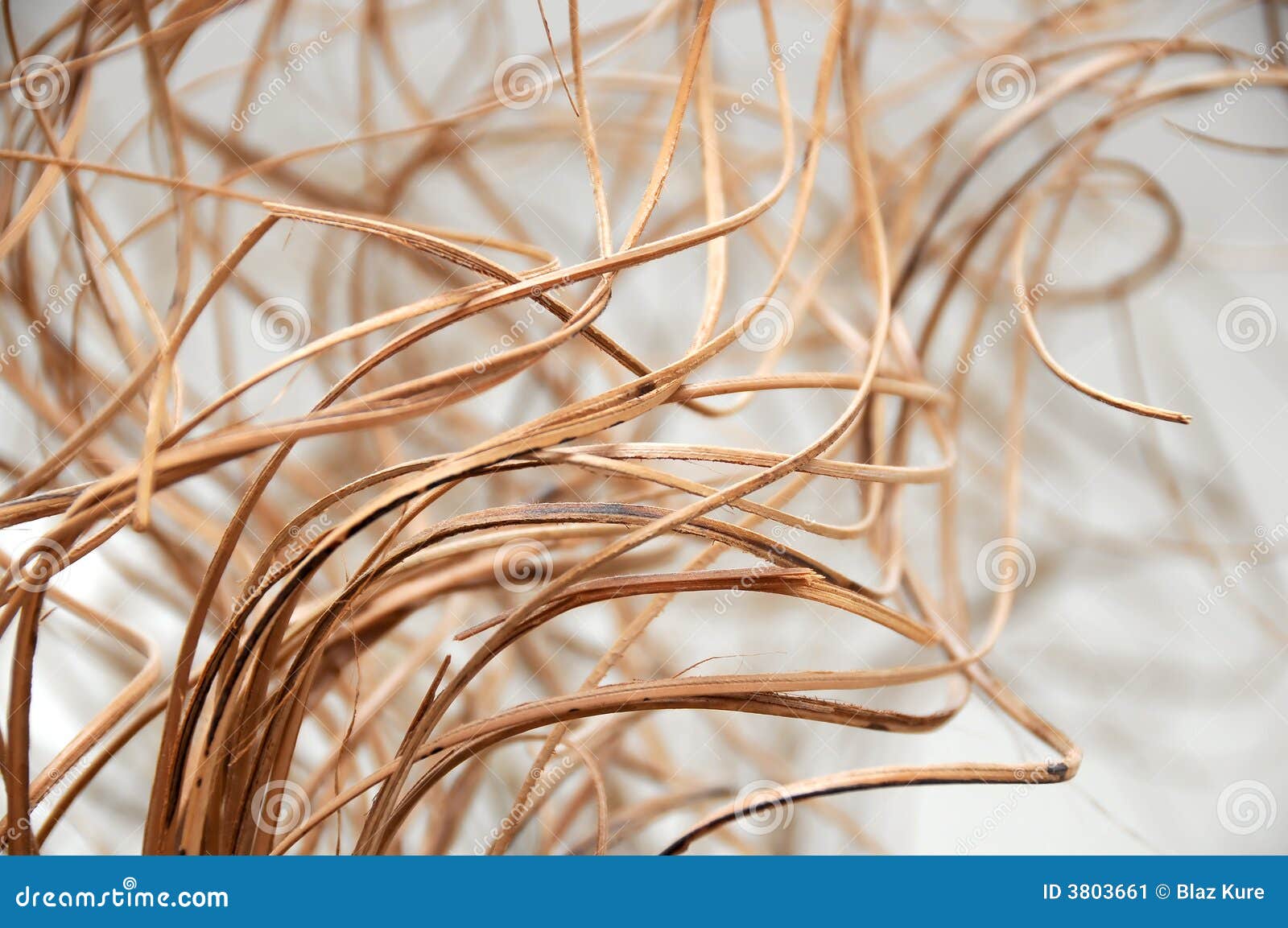 Curly Branches - Decoration Stock Image - Image of natural, dried: 3803661