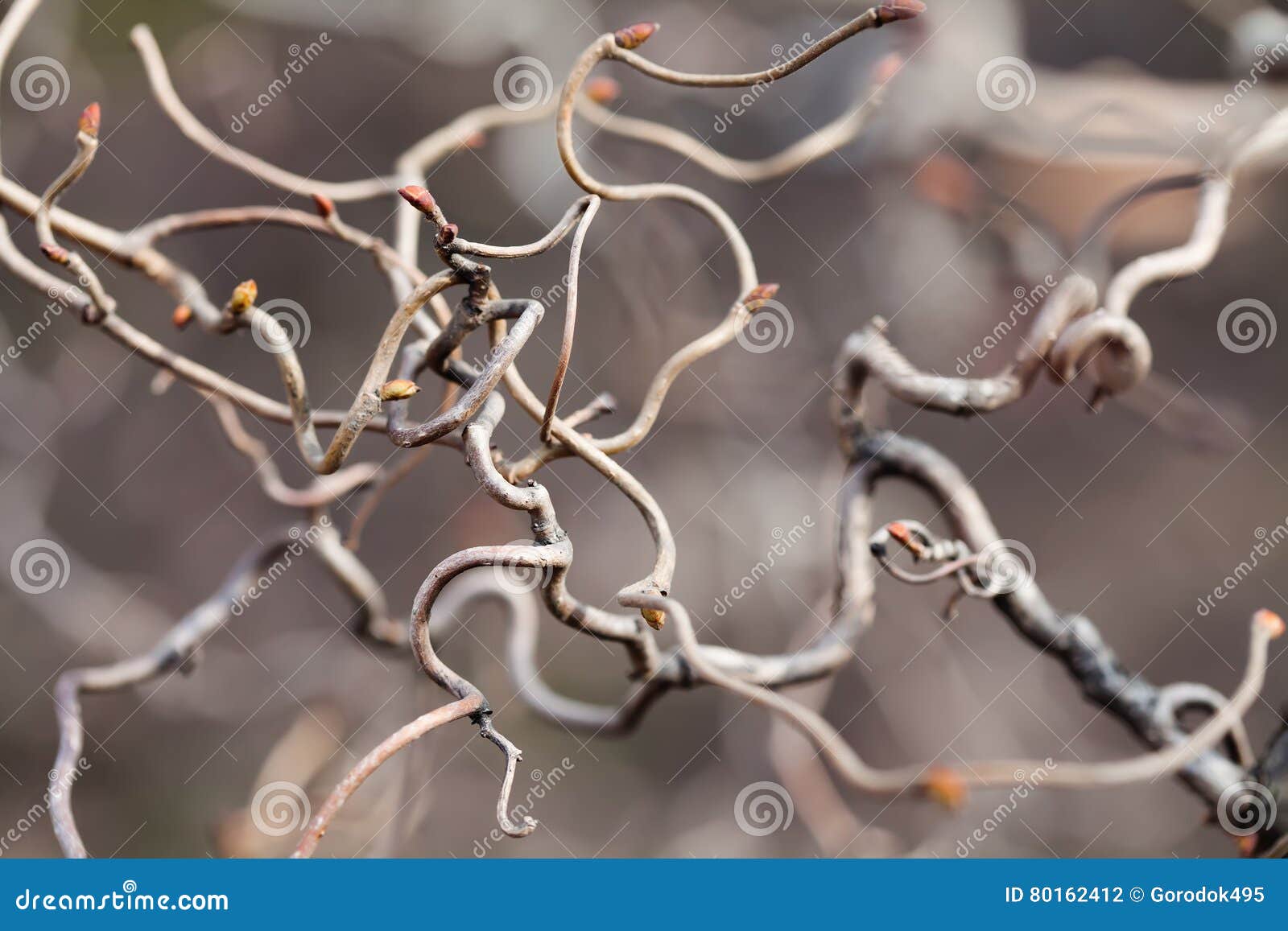 Curly Branches. Unusually Shaped Tree. Nature Abstract Concept. Macro ...