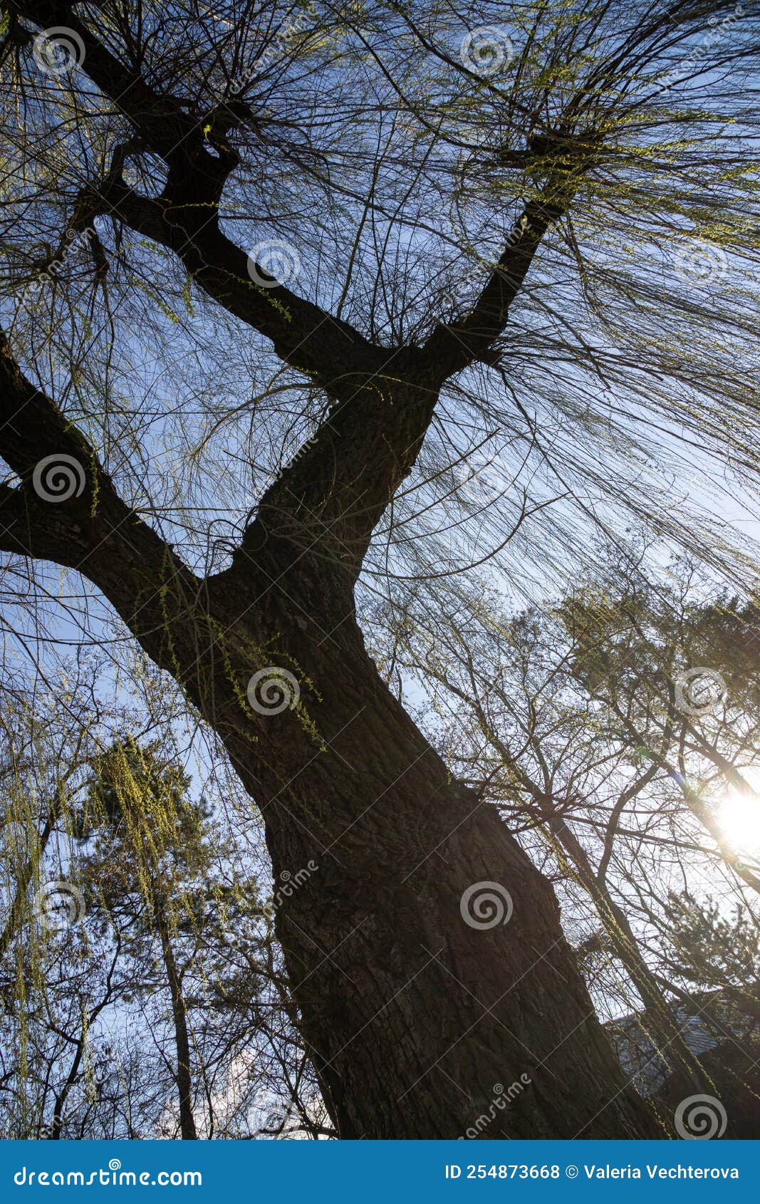 Curly Branches of Willow or Salix Tree Stock Photo - Image of plant ...