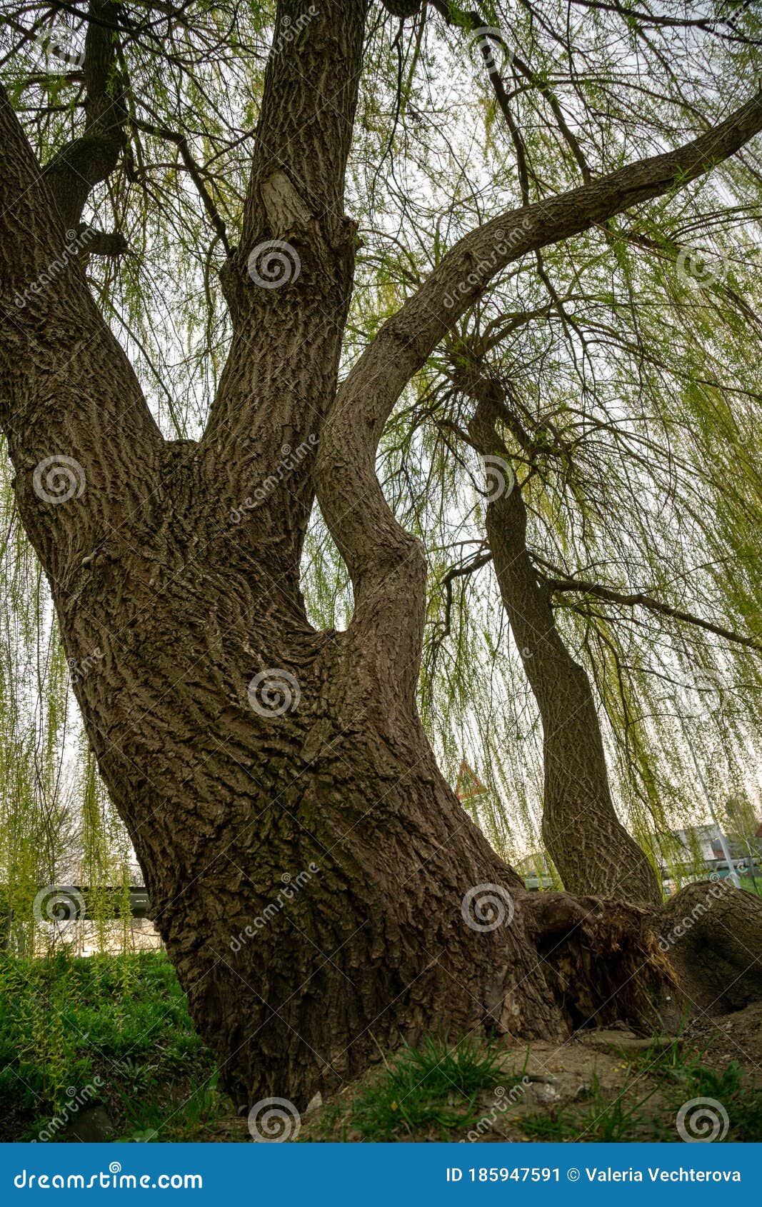 Curly Branches of Willow or Salix Tree Stock Image - Image of outdoor ...