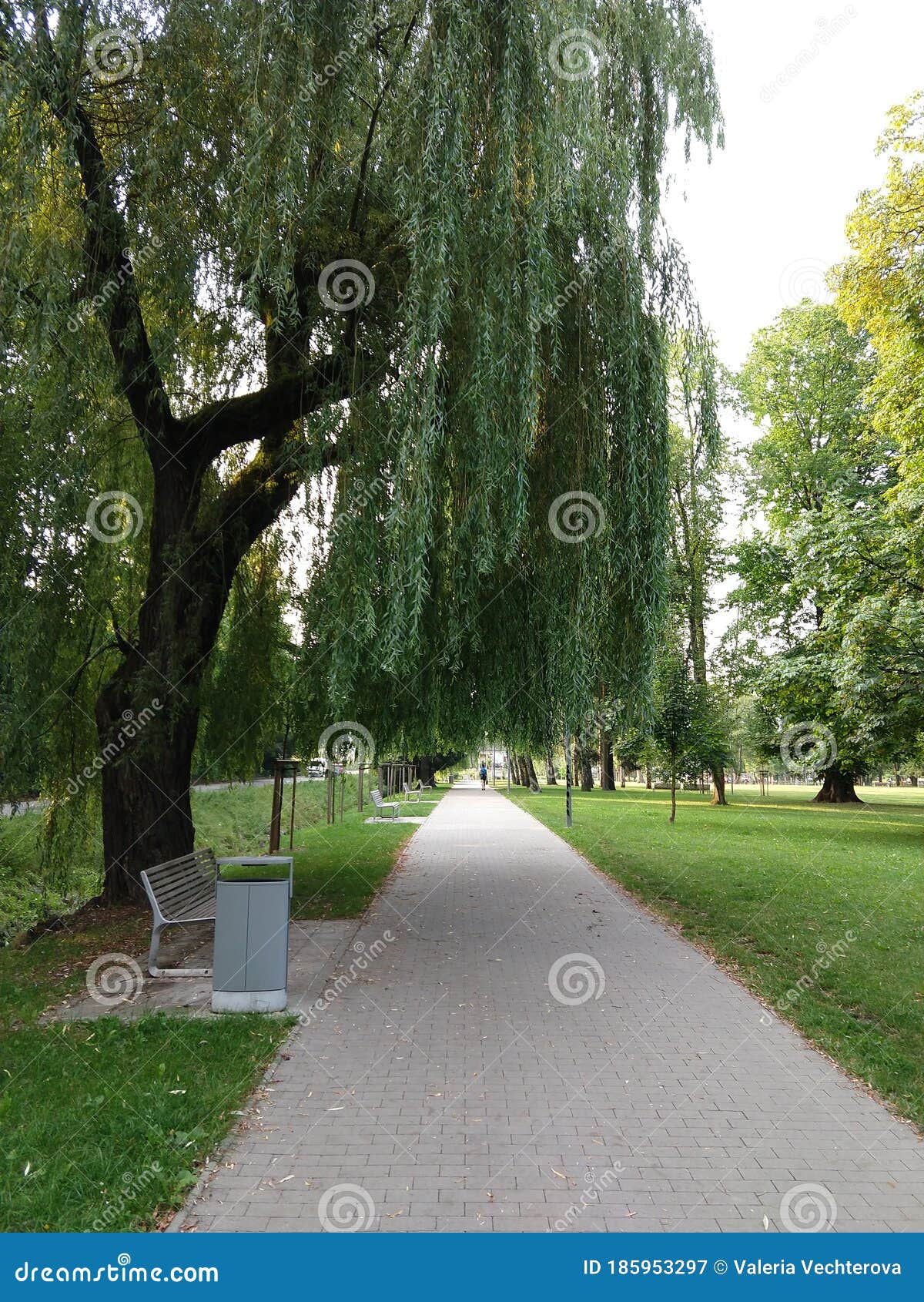Curly Branches of Willow or Salix Tree Stock Image - Image of curly ...