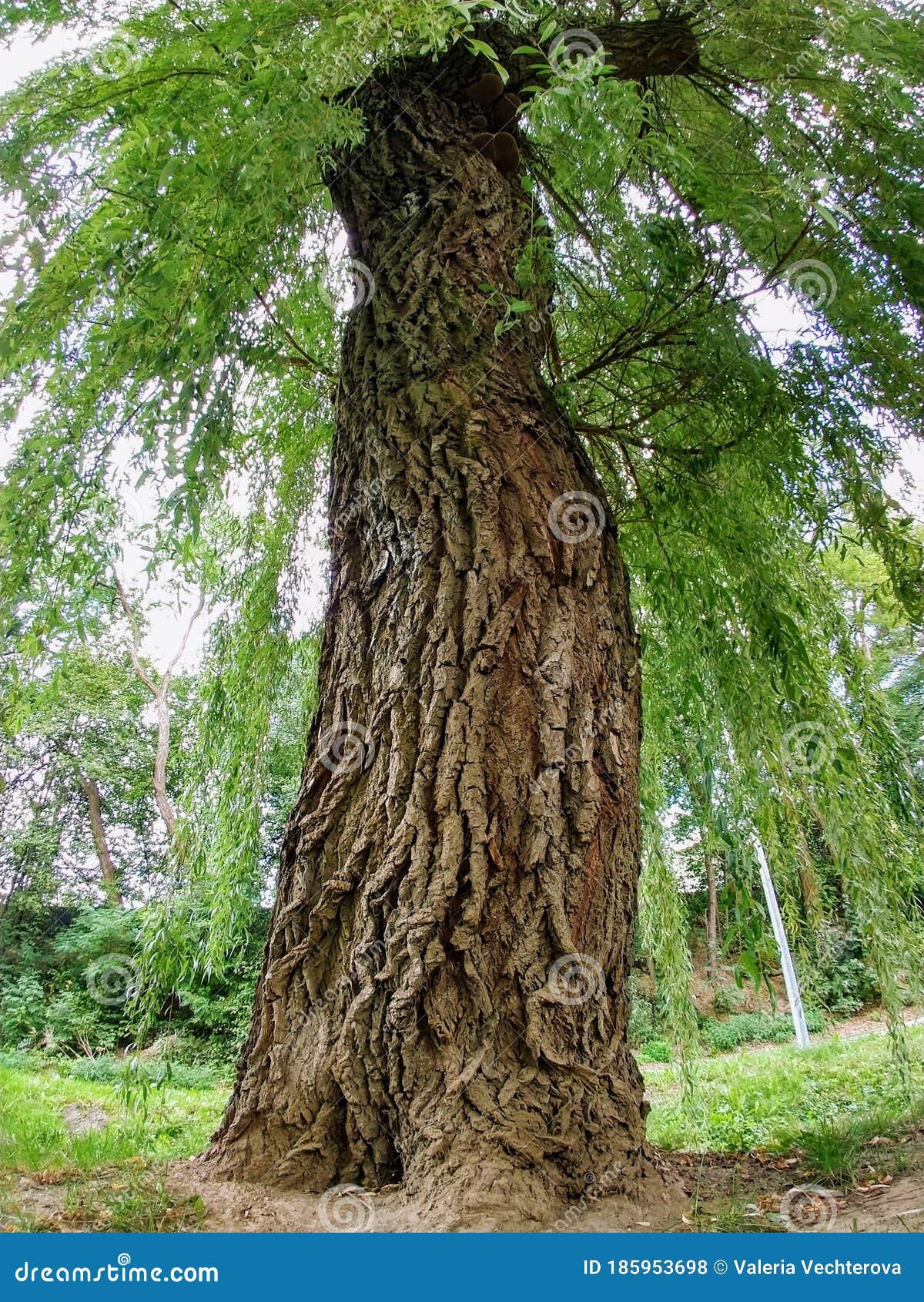Curly Branches of Willow or Salix Tree Stock Photo - Image of crown ...