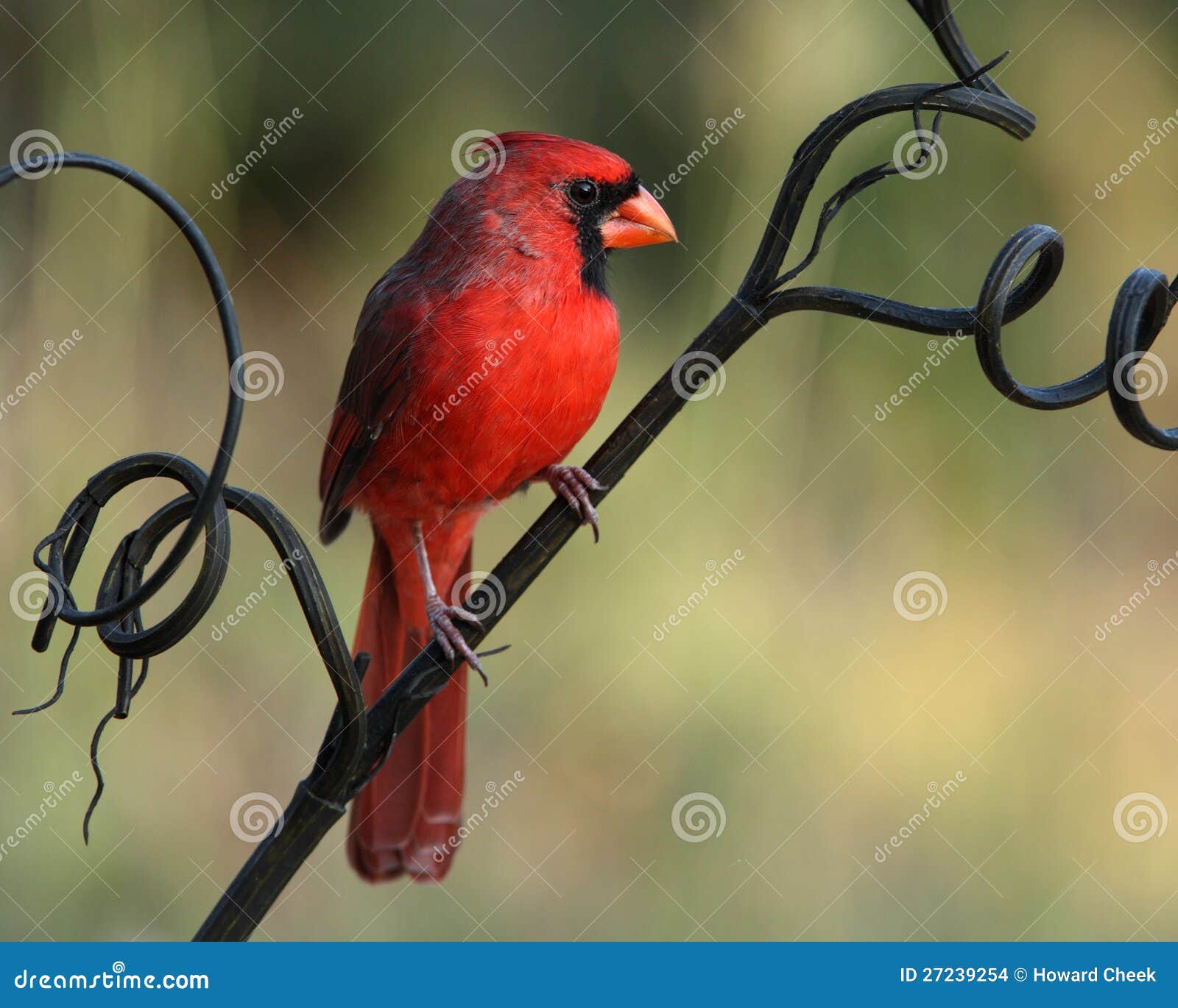 Curly Cardinal stock photo. Image of nature, redbird - 27239254