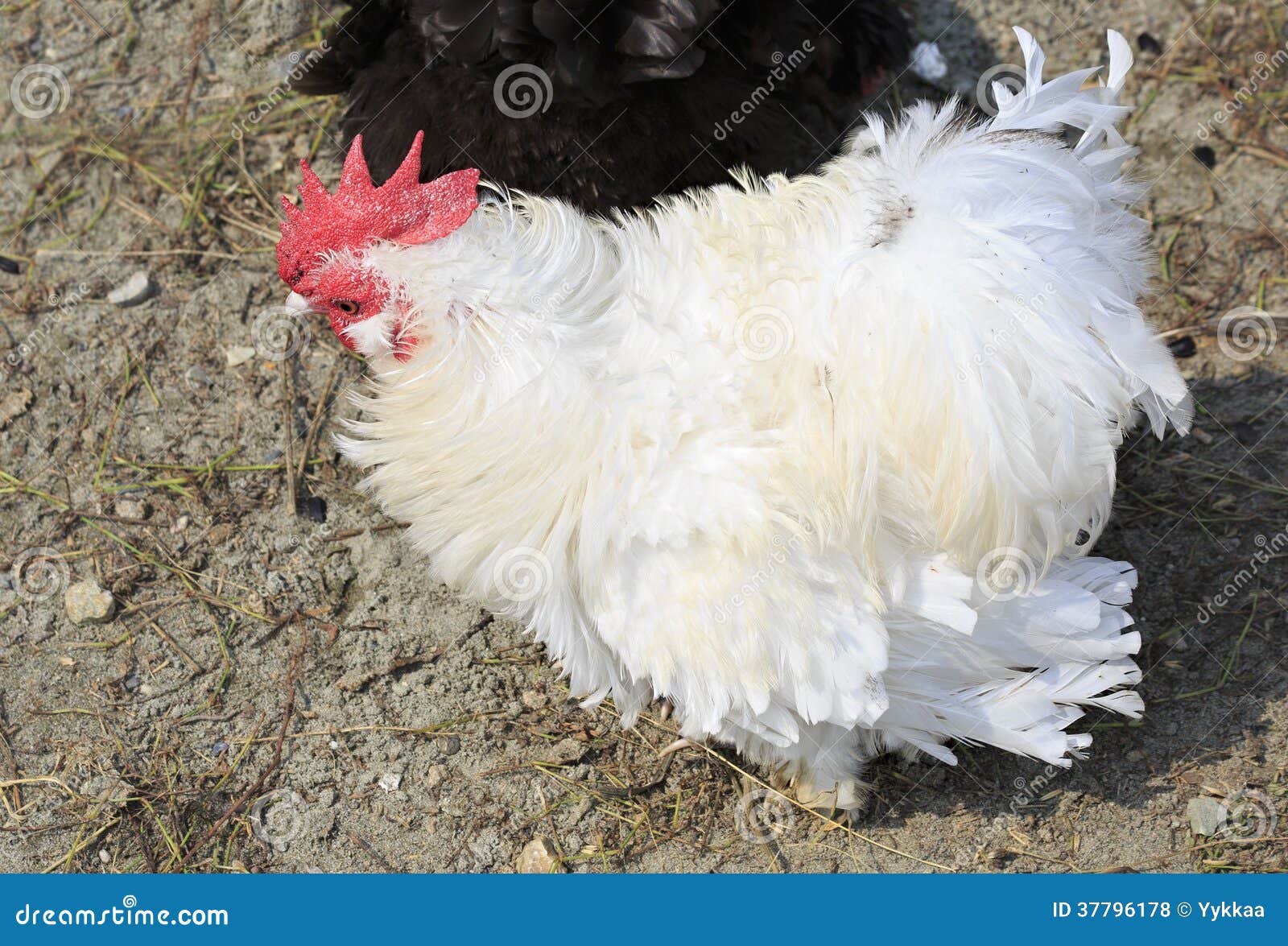 Curly (chicken) stock photo. Image of bird, purebred - 37796178