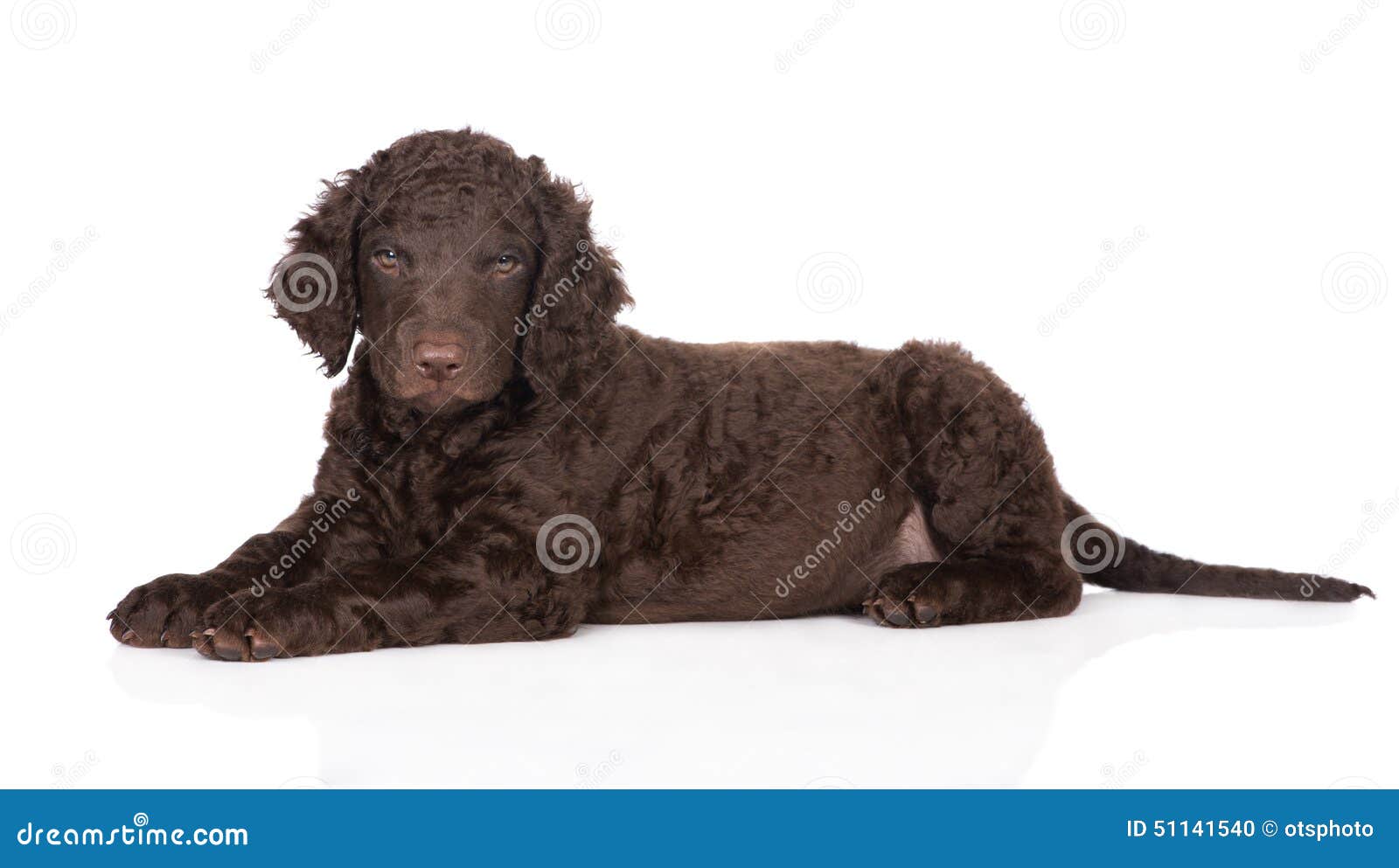 Curly Coated Retriever Puppy Stock Photo - Image of purebred, studio ...