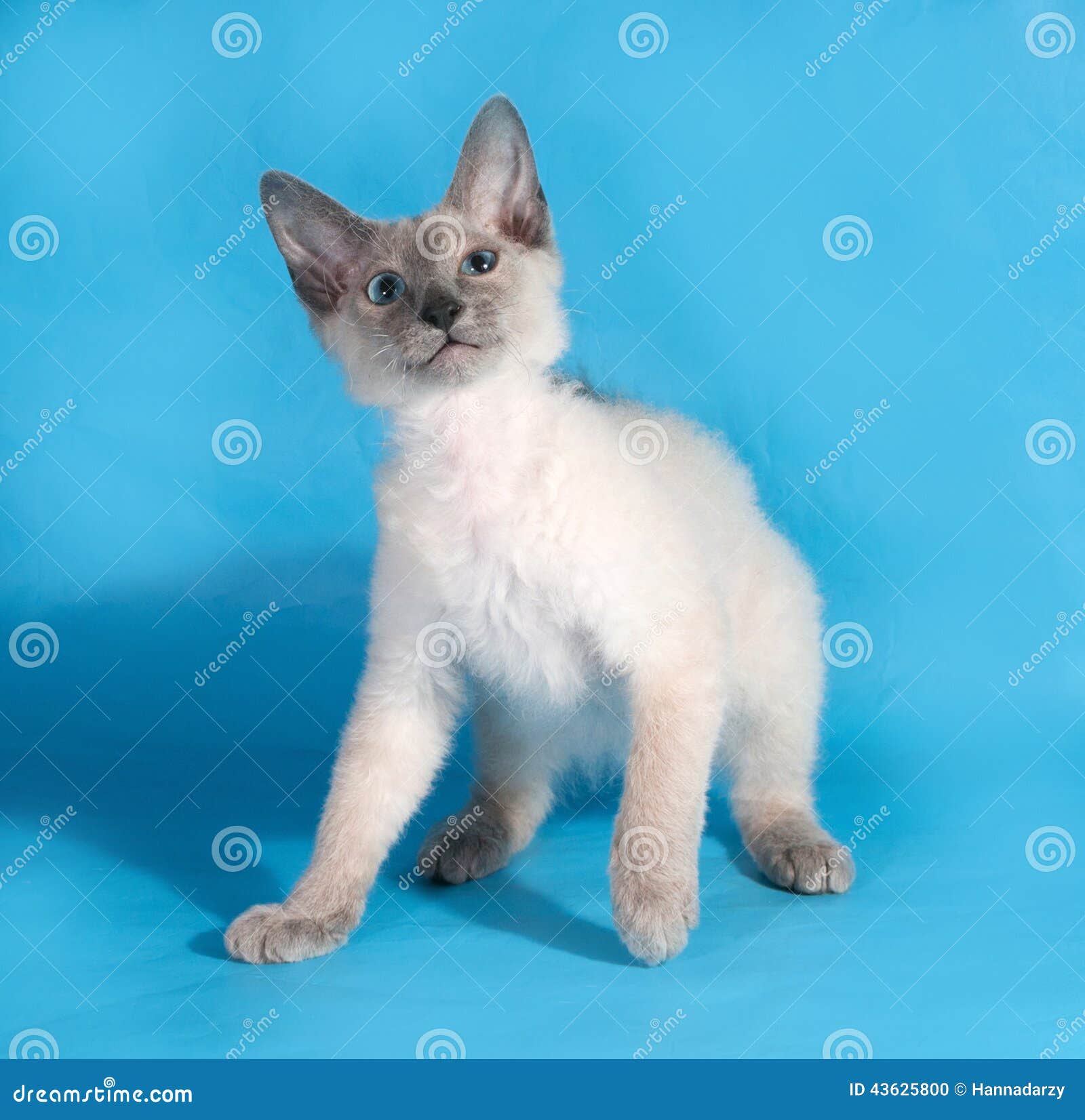 Curly Cornish Rex Kitten with Blue Eyes Sitting on Blue Stock Photo ...