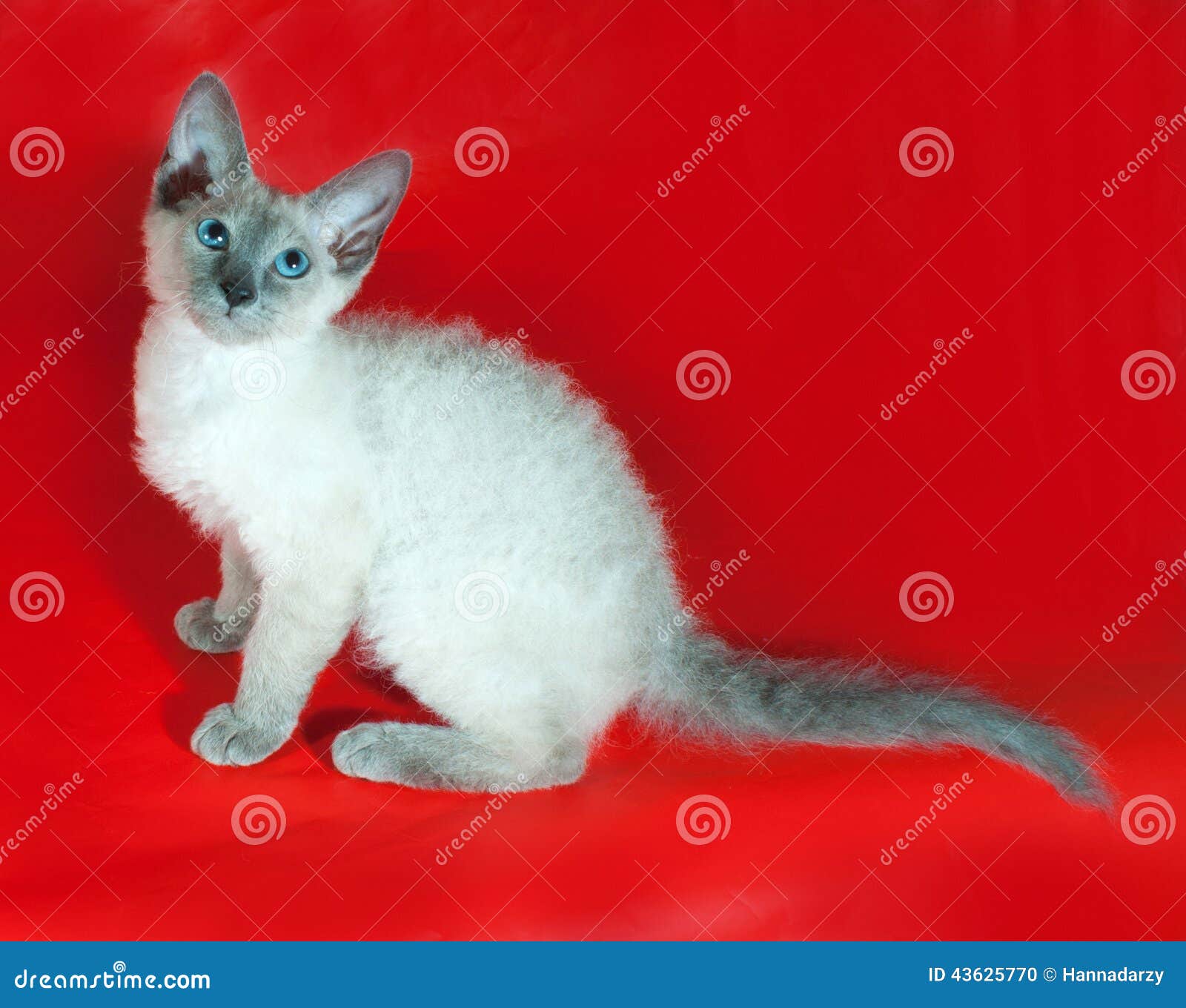 Curly Cornish Rex Kitten with Blue Eyes Sitting on Red Stock Photo ...