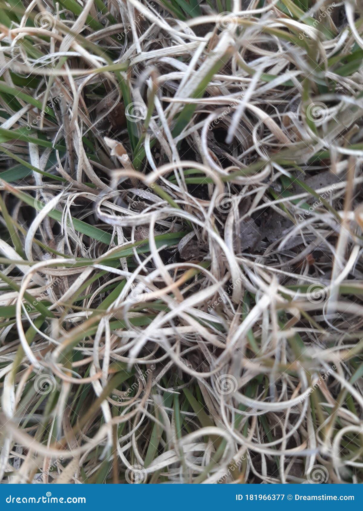 Curly Dry Grass stock image. Image of leaf, curly, shrub - 181966377