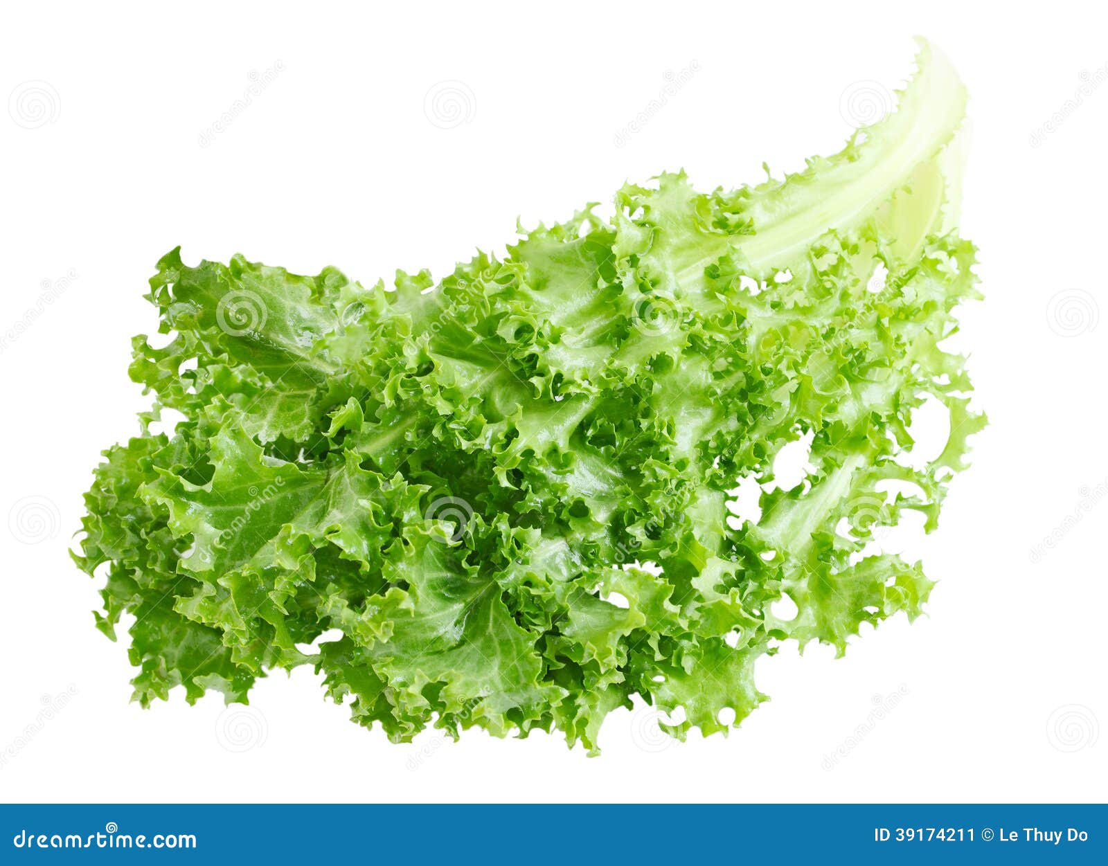 Curly Endive stock image. Image of freshness, italian - 39174211