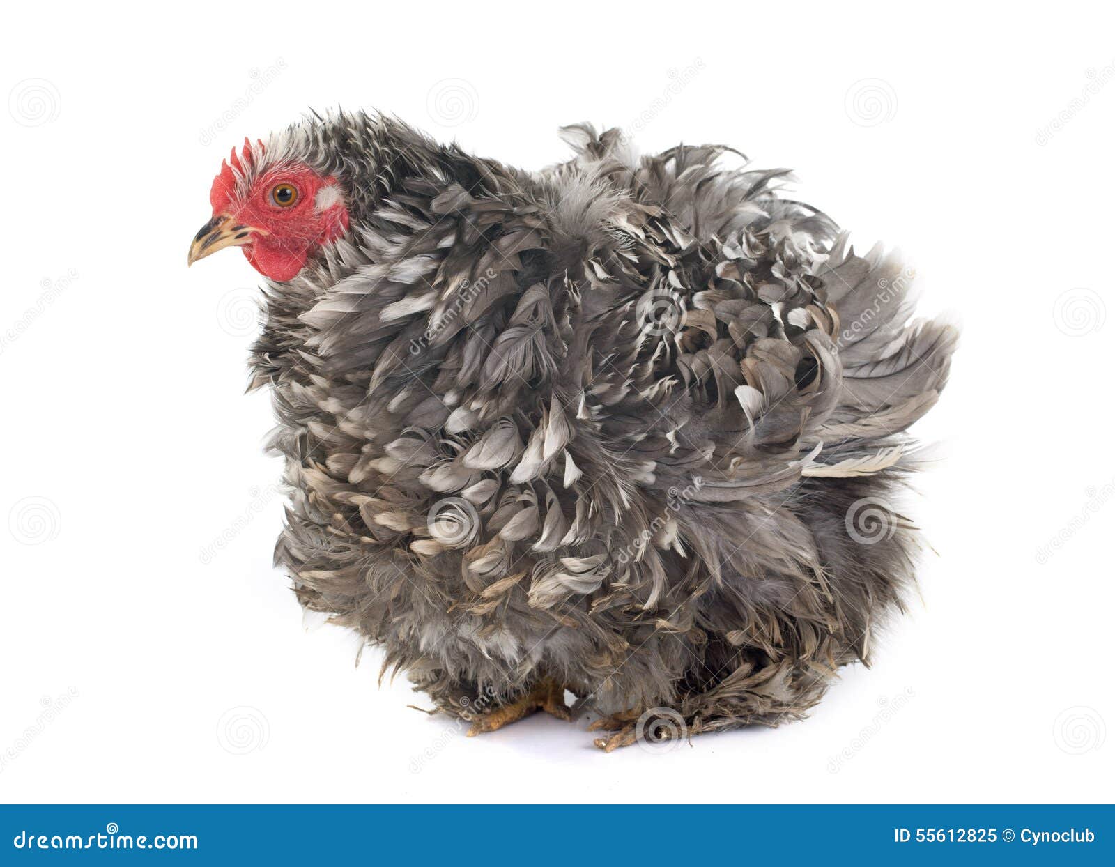 Curly Feathered Chicken Pekin Stock Image - Image of background, studio ...