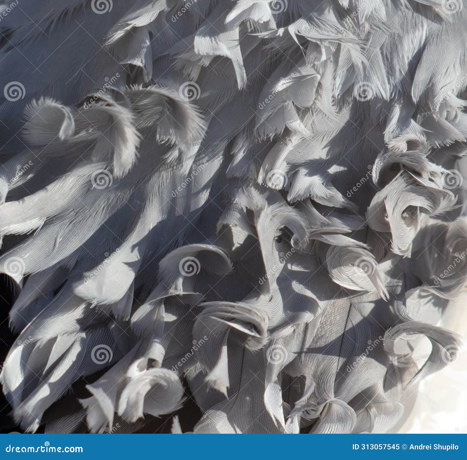 Curly Feathers of a Bird As an Abstract Background. Texture Stock Image ...