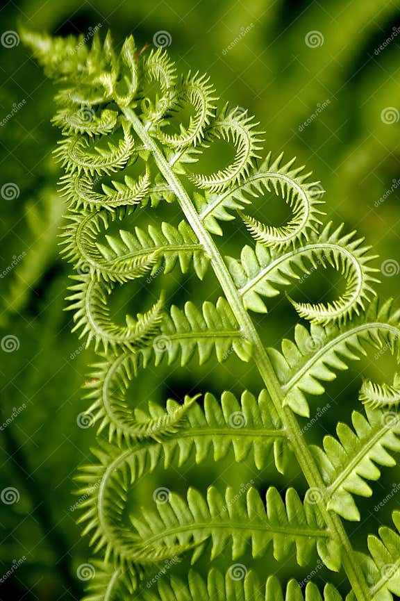 Curly fern stock photo. Image of plant, curly, close, vegetation - 938472