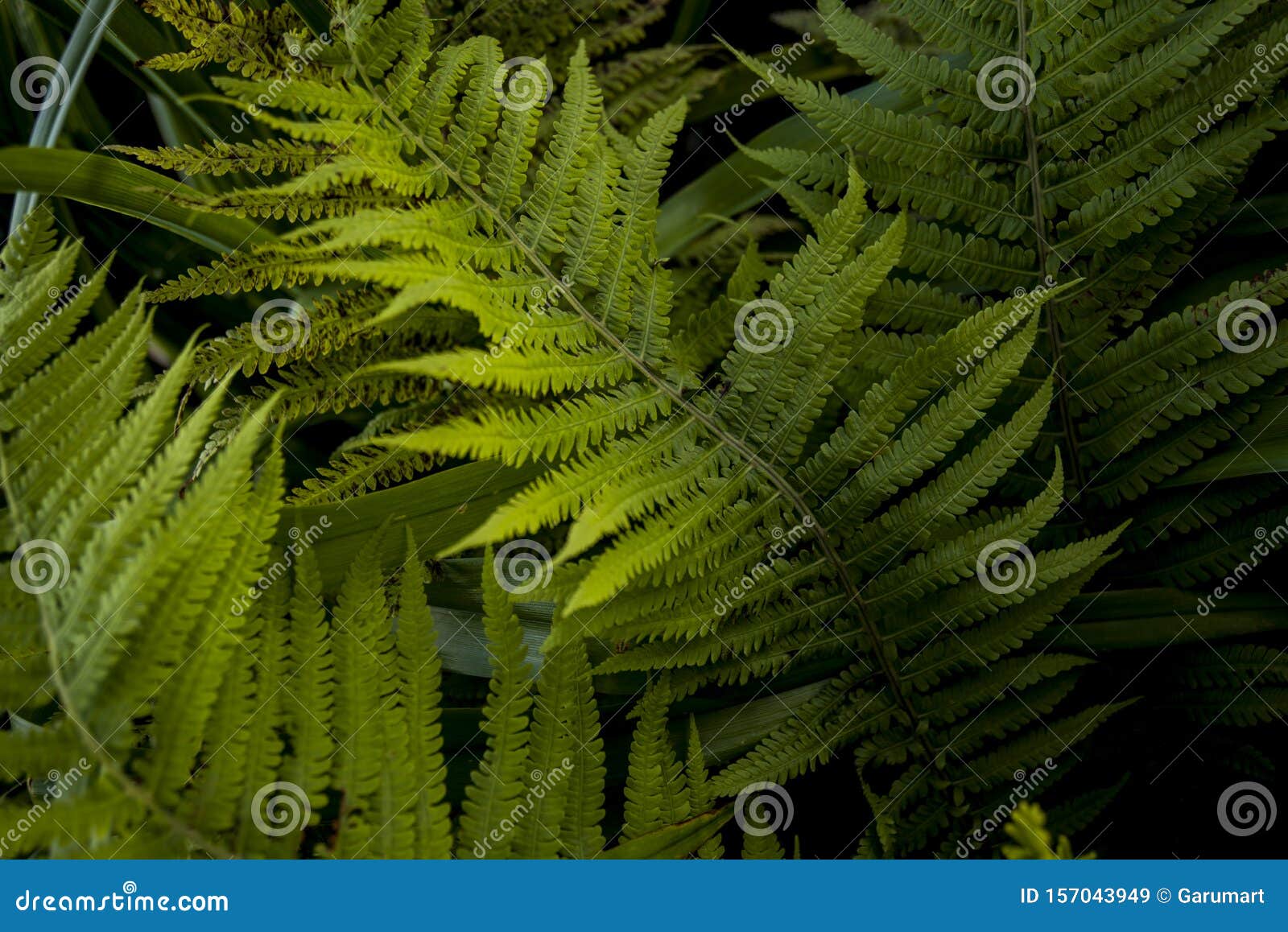 Curly Fern Branches in the Garden Stock Image - Image of herbarium ...