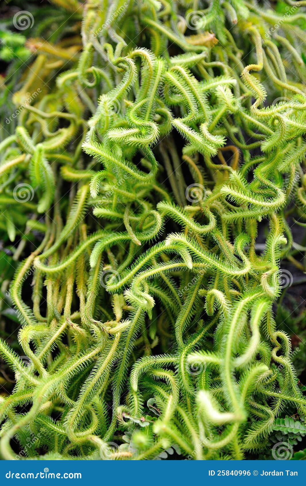 Curly fern leaves texture stock photo. Image of plant - 25840996