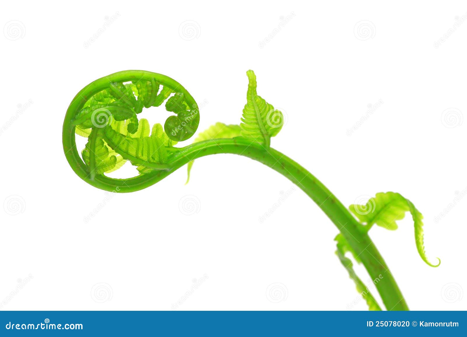 Curly ferns stock photo. Image of foliage, nature, background - 25078020