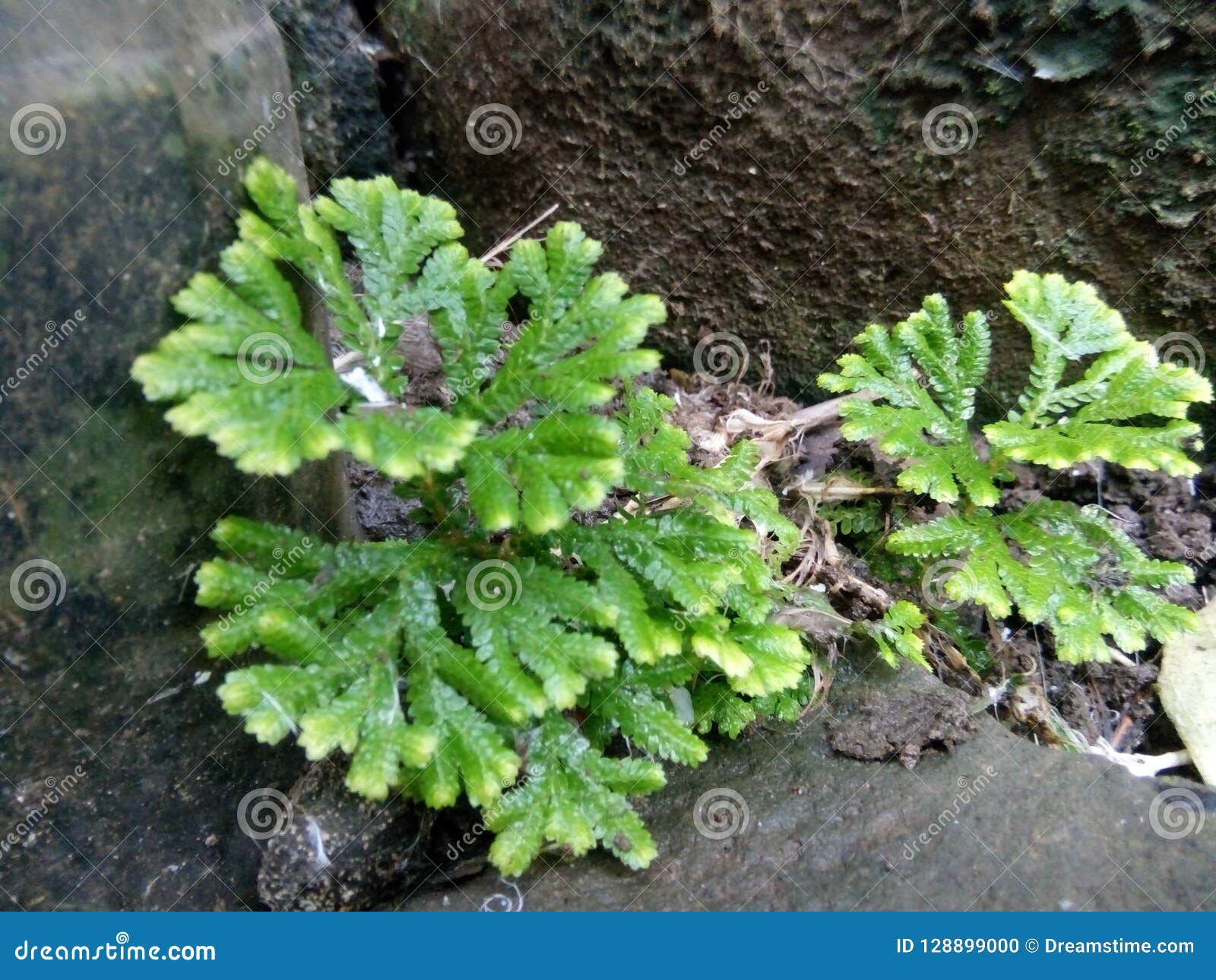 Curly flower plant stock photo. Image of flower, display - 128899000