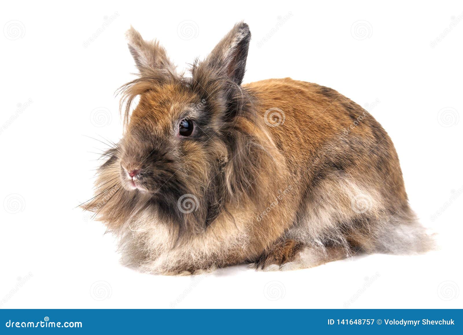 Curly Fluffy Rabbit on White Stock Image - Image of chocolate, furry ...