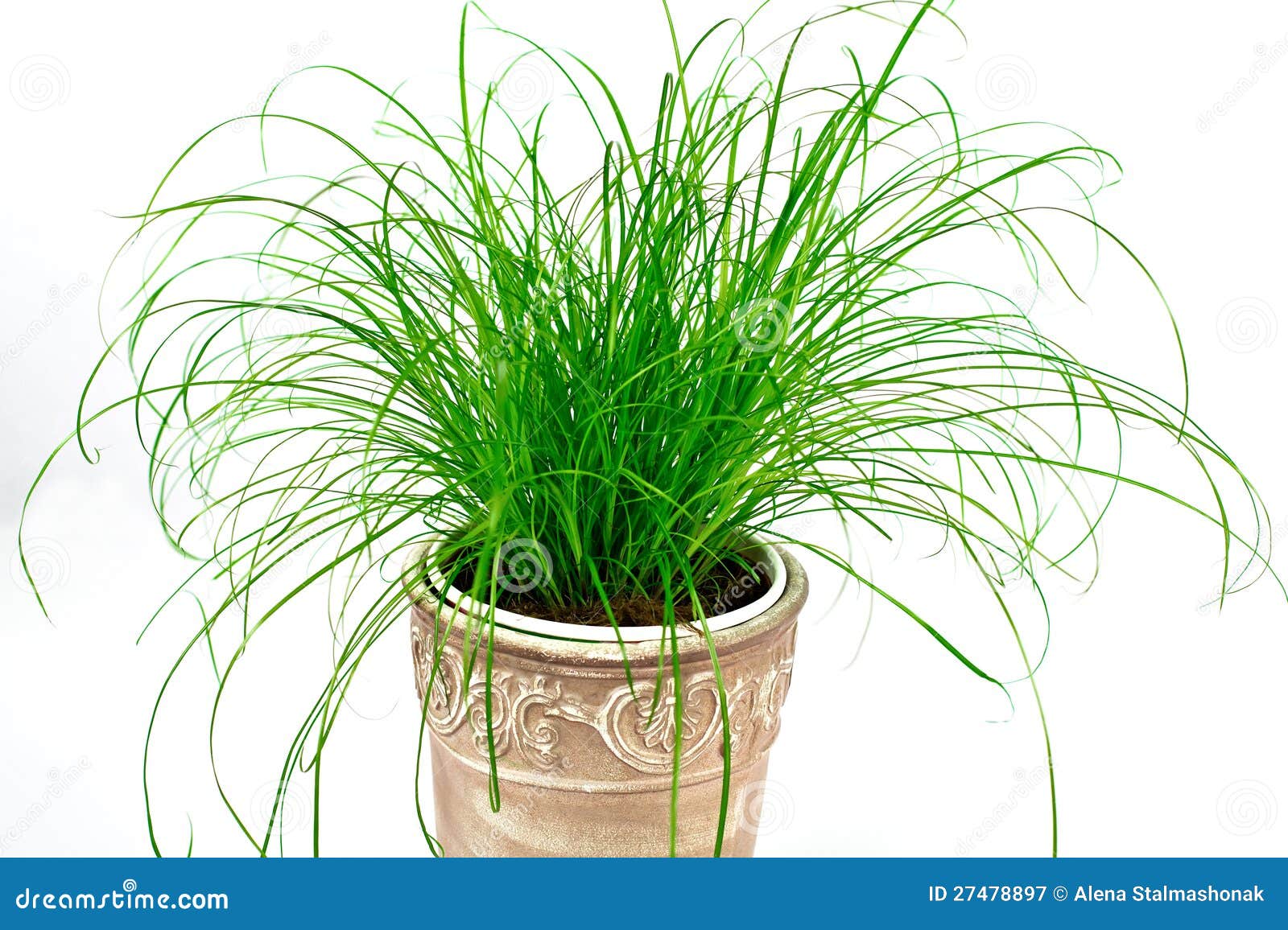 Curly grass stock image. Image of spring, white, horticulture - 27478897